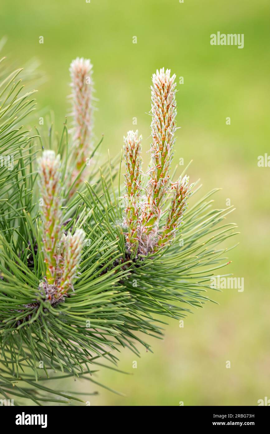 pine tree (Pinus Silvestris), female flower under the warm sun during ...