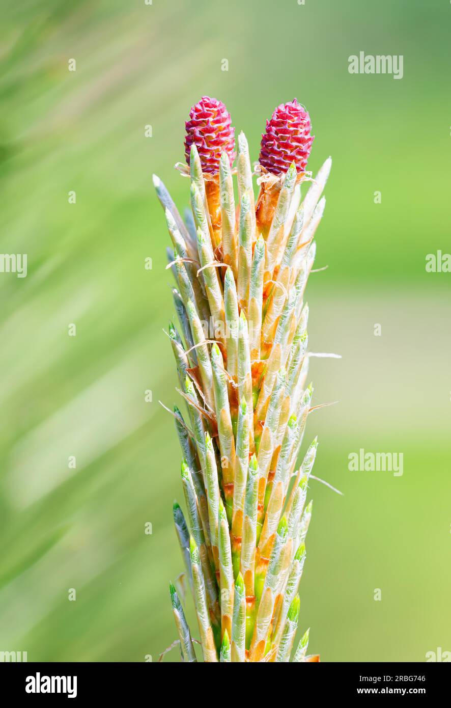pine tree (Pinus Silvestris), red female flower under the warm sun ...
