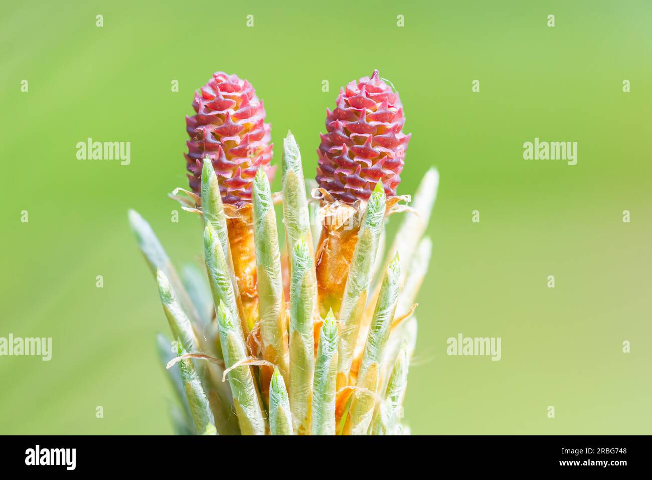pine tree (Pinus Silvestris), red female flower under the warm sun ...