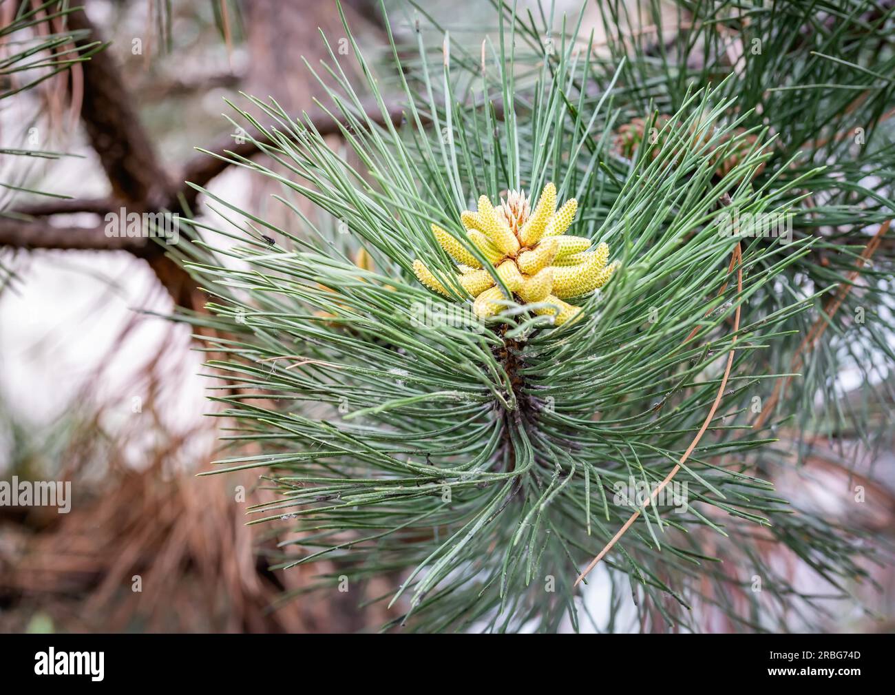 pine tree (Pinus Silvestris), male flower under the warm sun during the ...