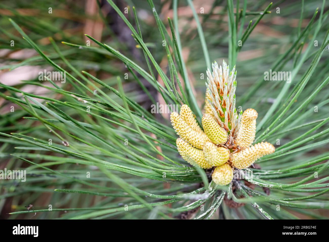 pine tree (Pinus Silvestris), male flower under the warm sun during the ...