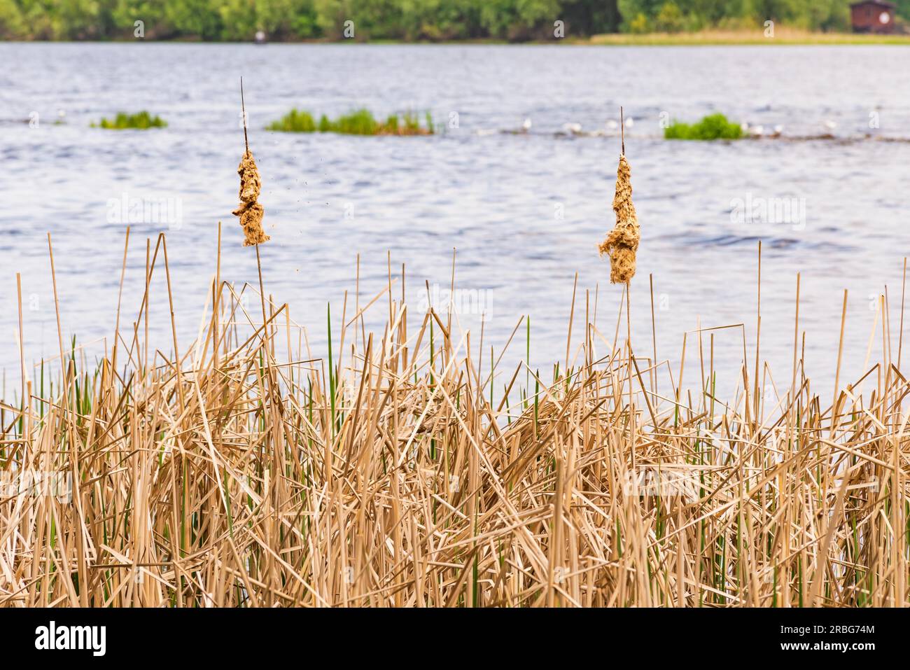Detail of dry (Typha Latifolia) reed flowers close to the Dnieper river ...