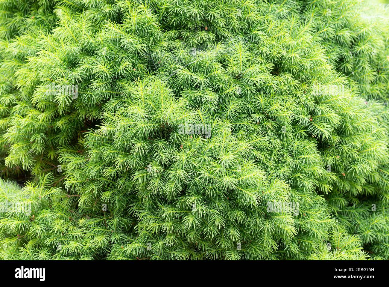 Close-up detail of a young (Picea Abies) Nidiformis with fresh sprouts ...