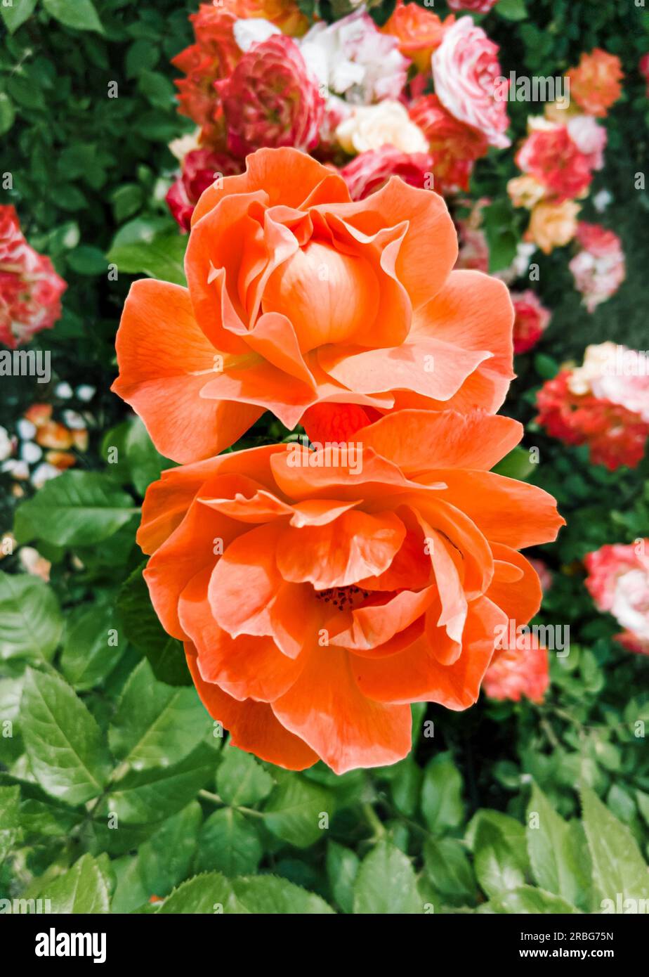 Orange roses in a garden, under the soft spring sun Stock Photo - Alamy