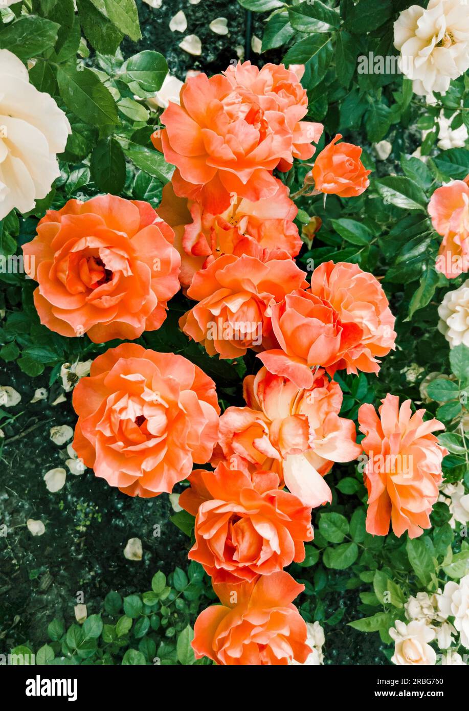 Soft garden hi-res stock photography and images - Alamy