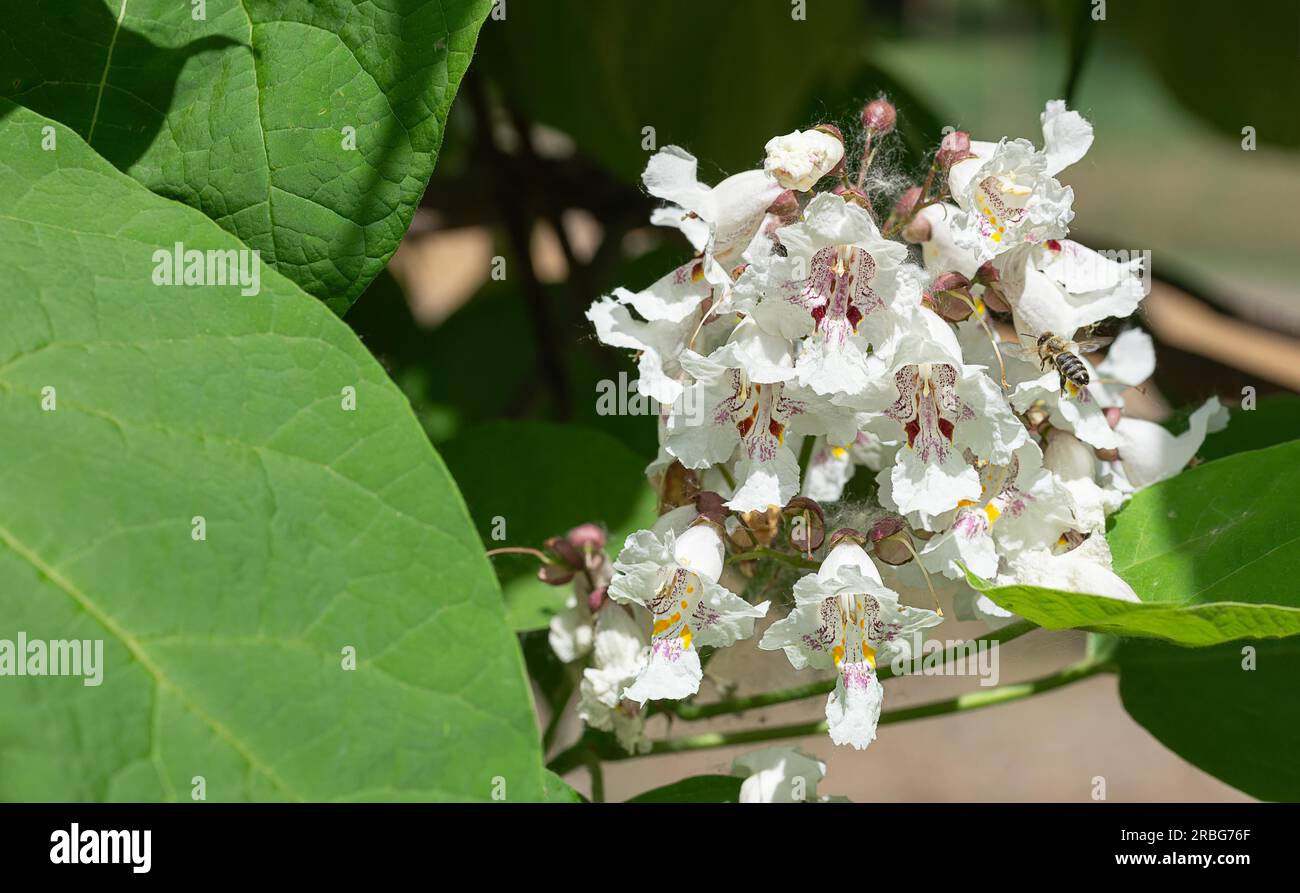 A bee foraging a flowers, also known as southern catalpa (Catalpa ...