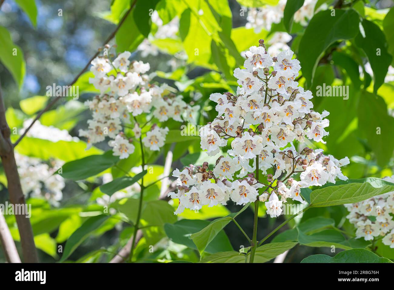 flowers, also known as southern catalpa (Catalpa bignonioides ...