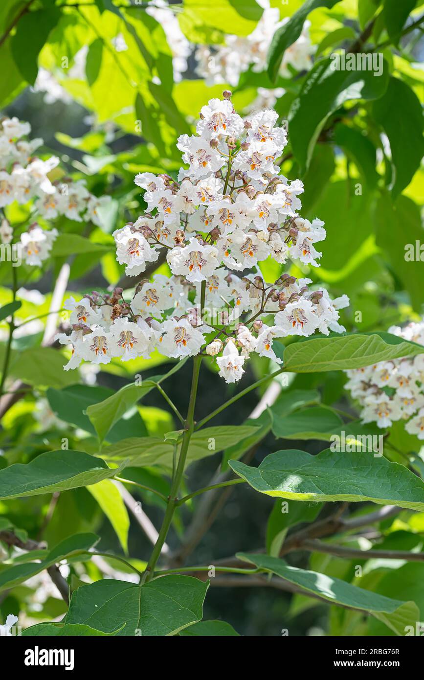 flowers, also known as southern catalpa (Catalpa bignonioides ...