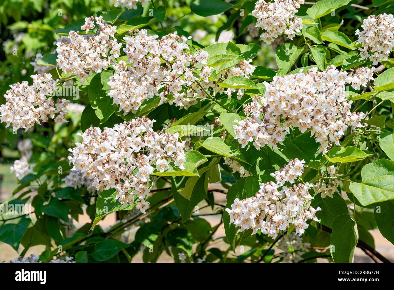 tree with flowers, also known as southern catalpa (Catalpa bignonioides ...