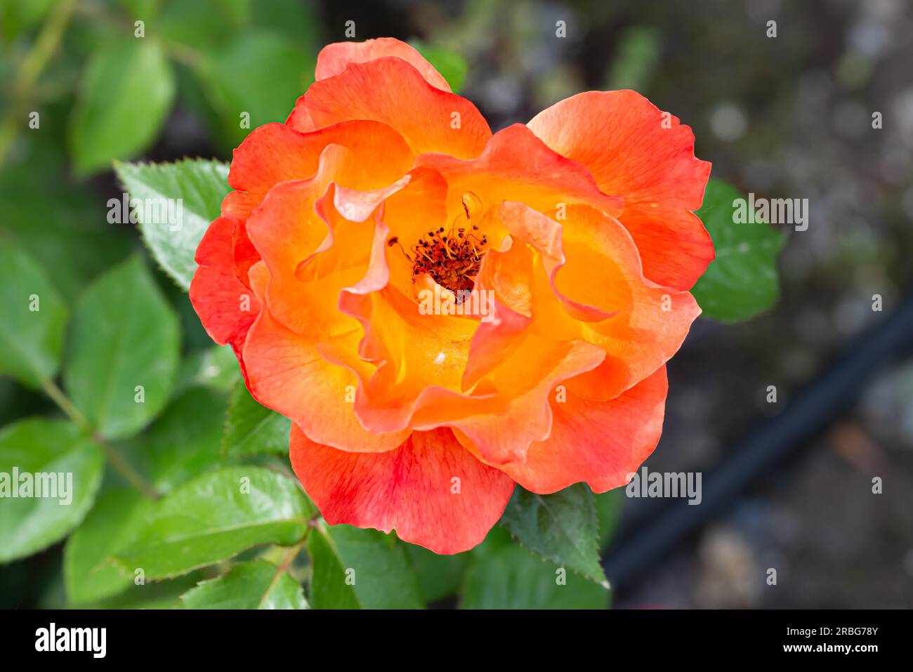 Orange roses in a garden, under the soft spring sun Stock Photo - Alamy