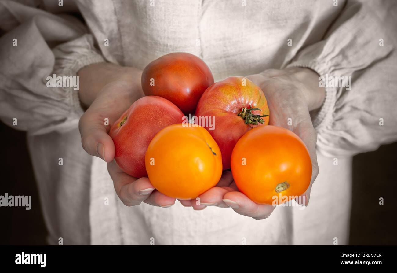 A peasant woman, a farmer, holds five red and juicy tomatoes in her ...