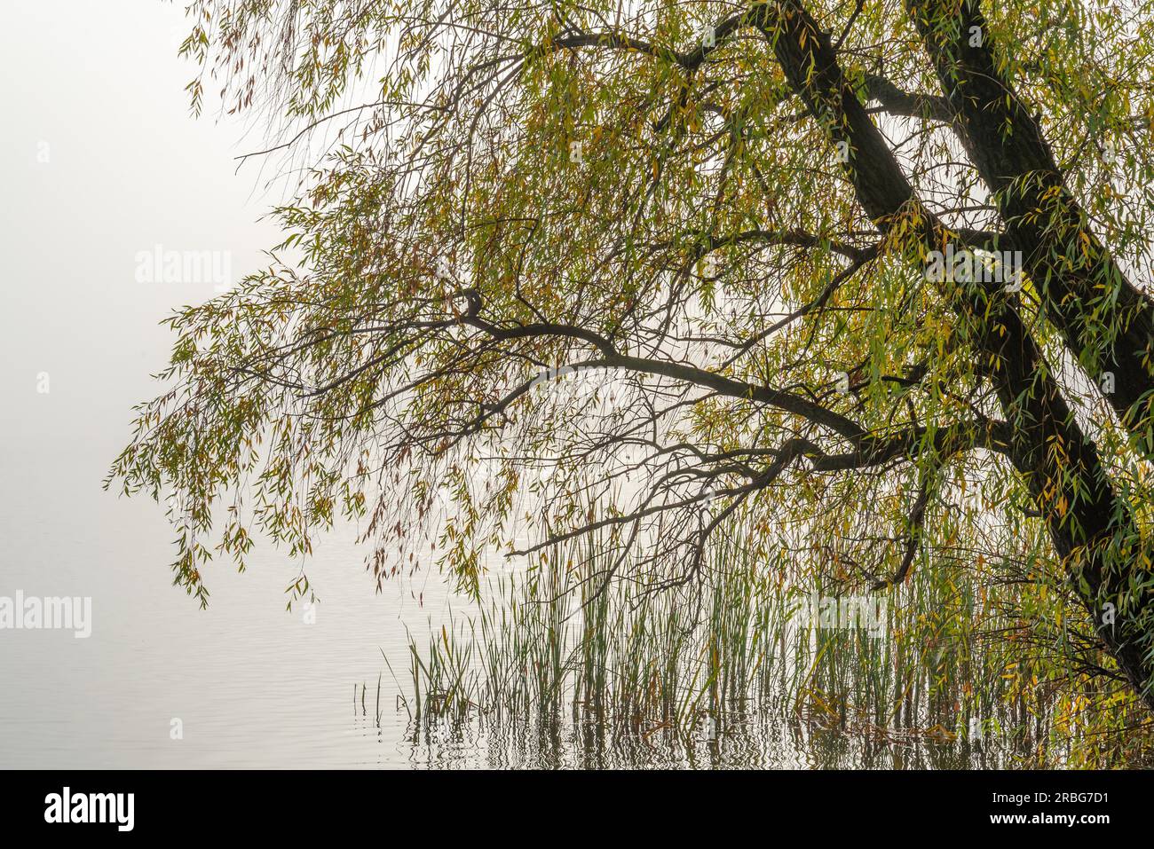 Detail of a backlit willow tree over the Dniper river, in autumn, in ...