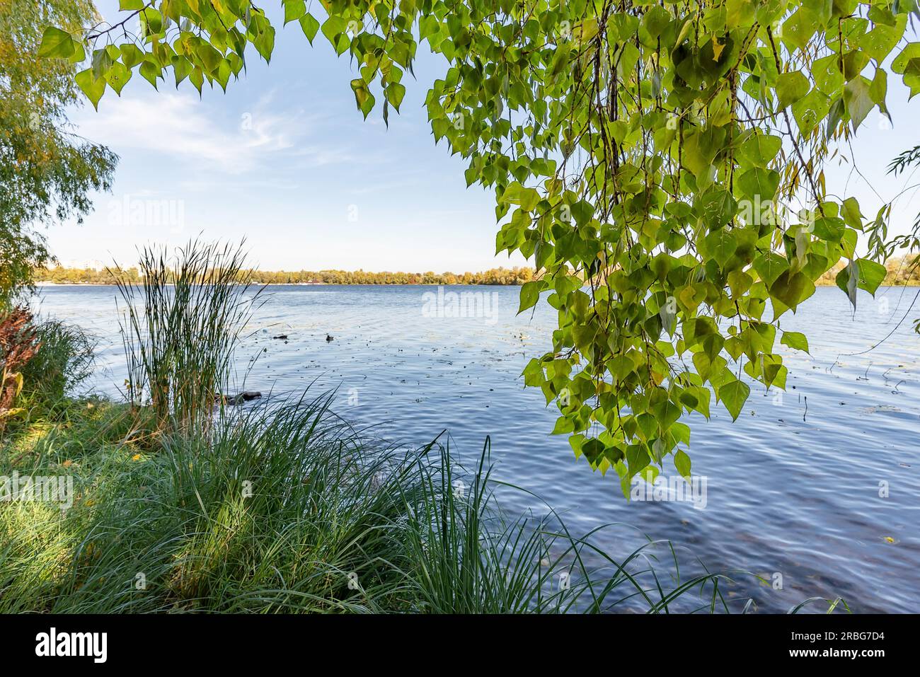 Poplar trees with yellow and green leaves close to the Dnieper river in ...