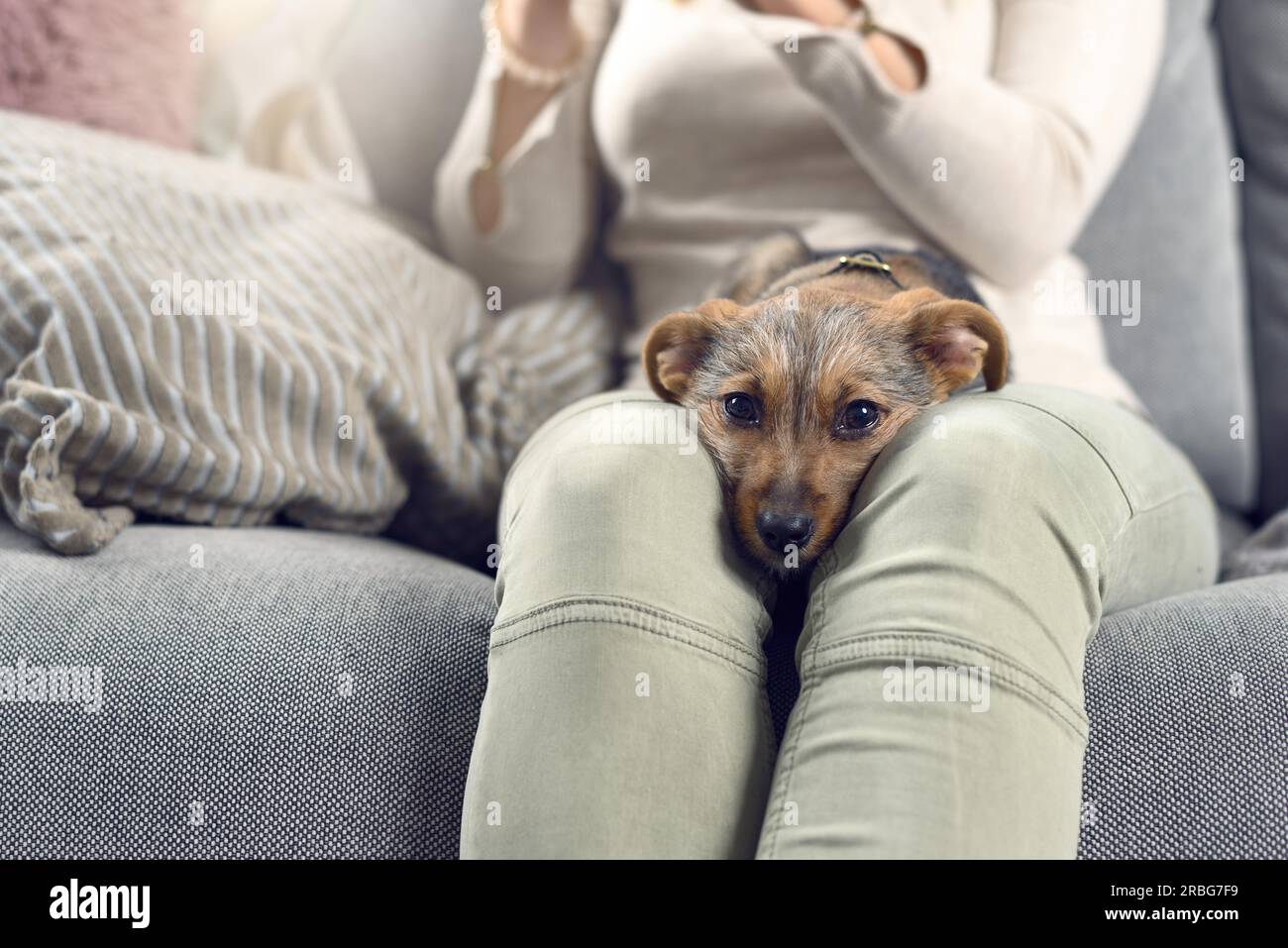 Contented little dog sleeping on the lap of a young woman sitting on a ...