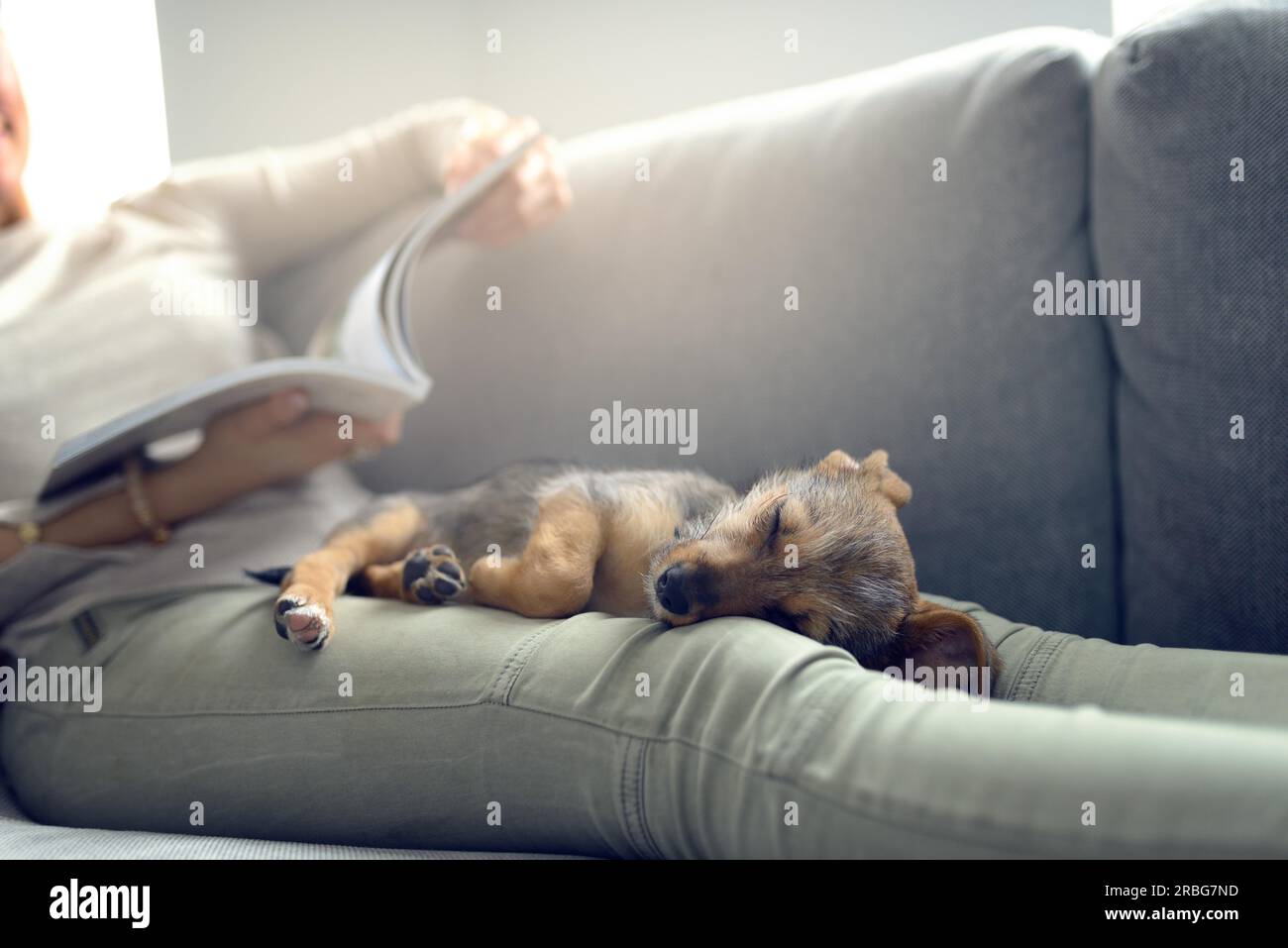 Puppy sleeping on owner laps, while unrecognizable woman in light jeans ...