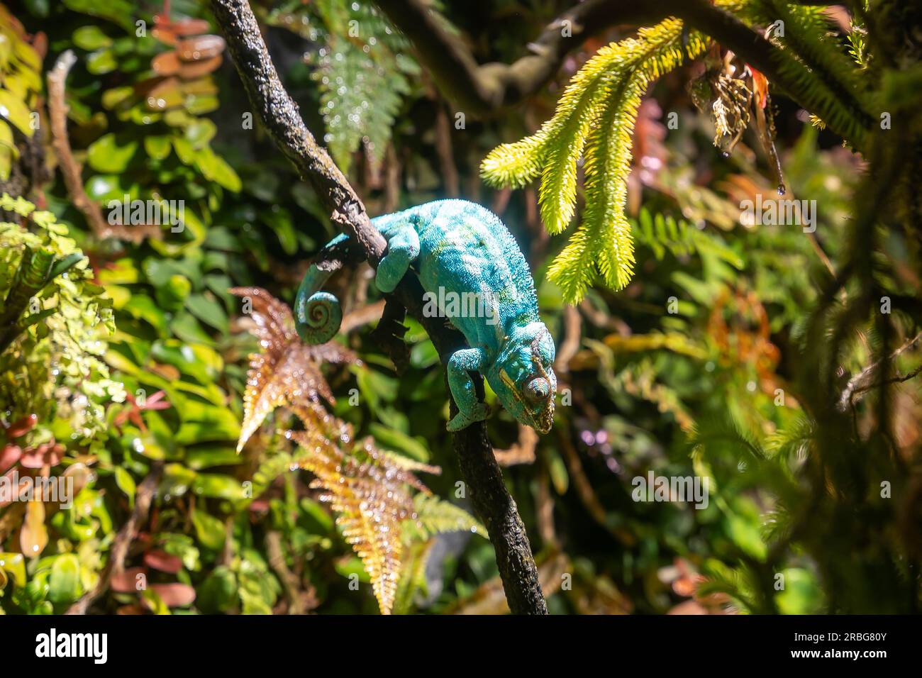 chameleon with rolling eyes in a terrarium close-up. A multicolored ...