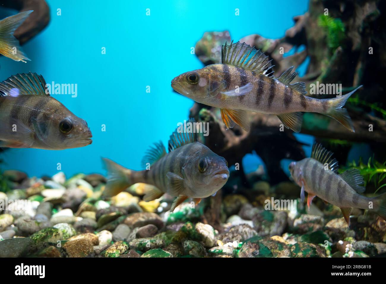 Striped sea bass hi-res stock photography and images - Alamy