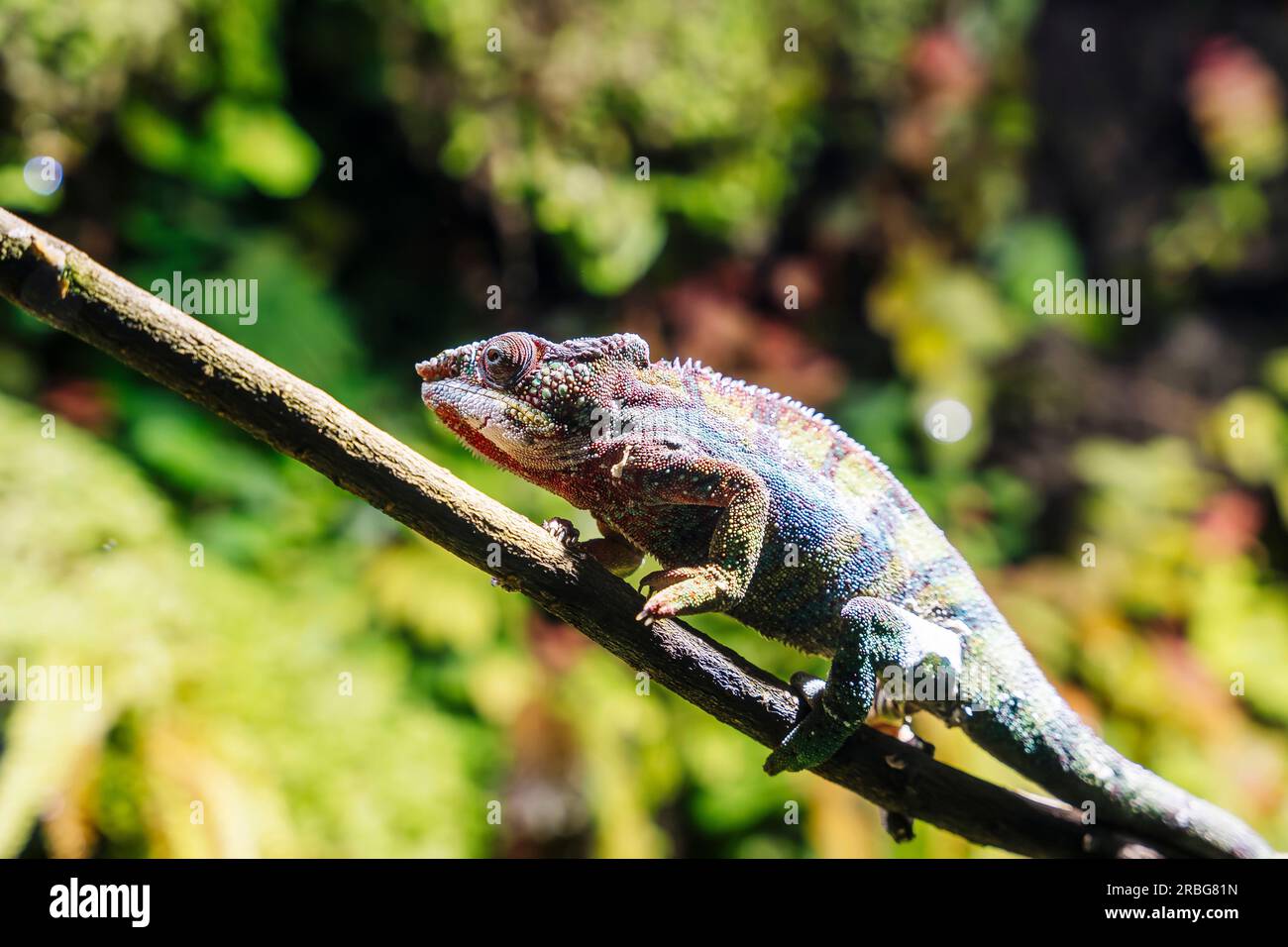 chameleon with rolling eyes in a terrarium close-up. A multicolored ...