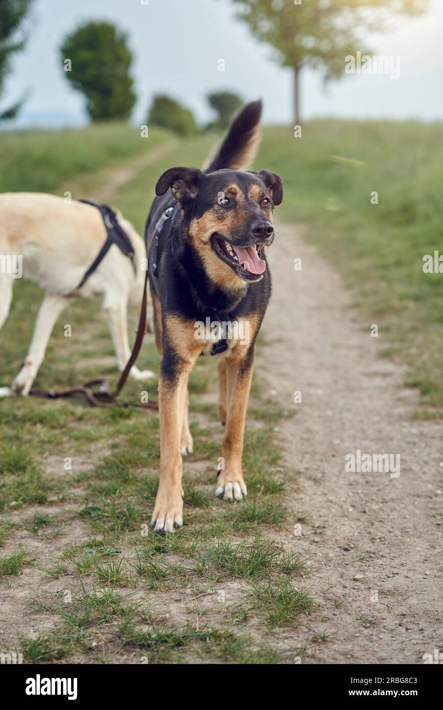 Happy black and tan dog standing panting on a rural farm road wearing a ...