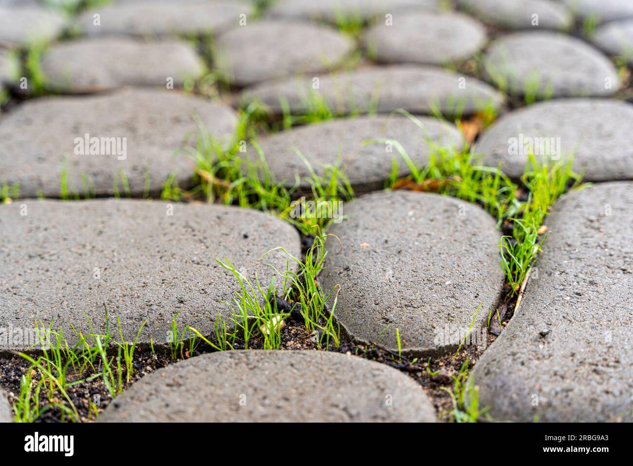 A stone path with sprouted green grass. Background of cobblestone ...