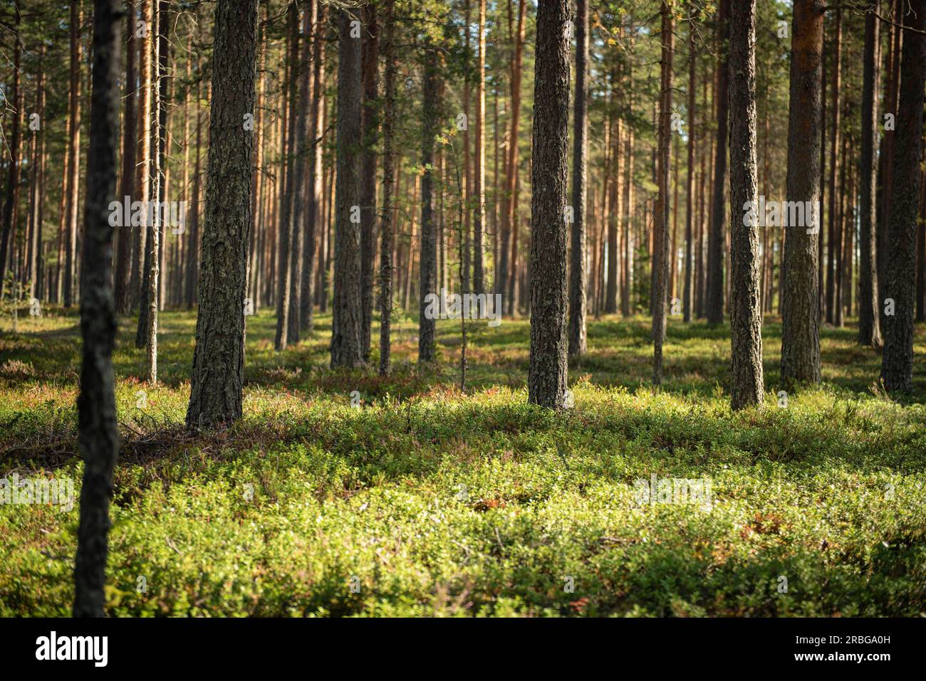 Swedish forest hi-res stock photography and images - Alamy