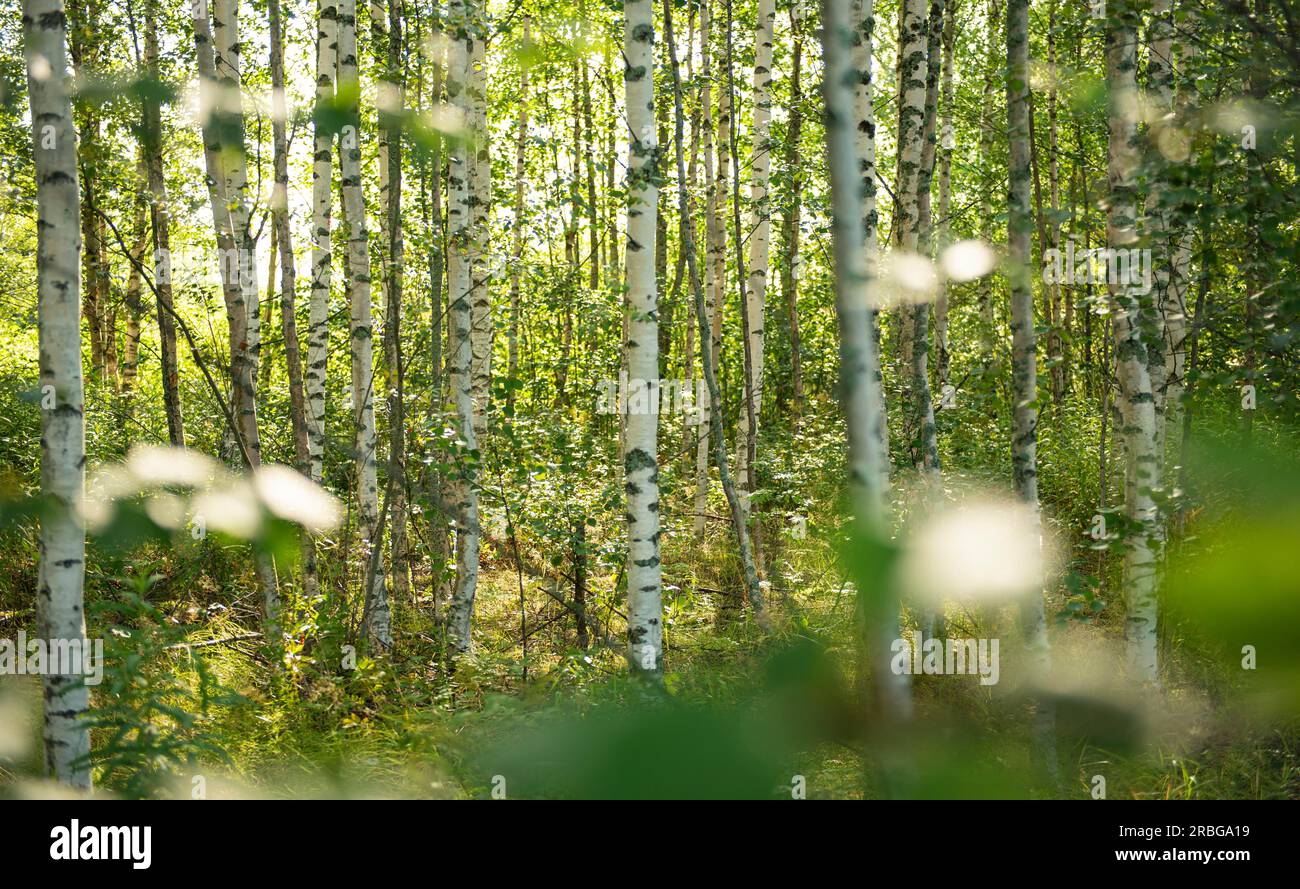 Birch Trees Forest in Finland Stock Photo - Alamy