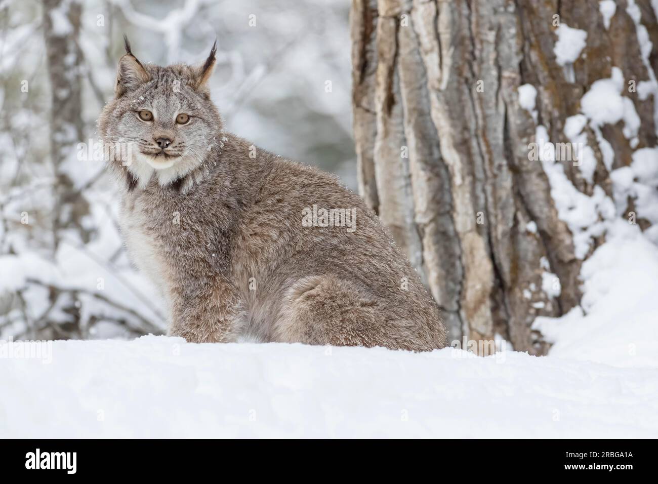 A bobcat hunts for prey in a snowy forest habitat Stock Photo - Alamy
