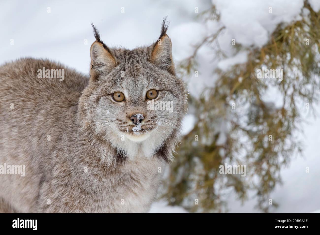 A bobcat hunts for prey in a snowy forest habitat Stock Photo - Alamy