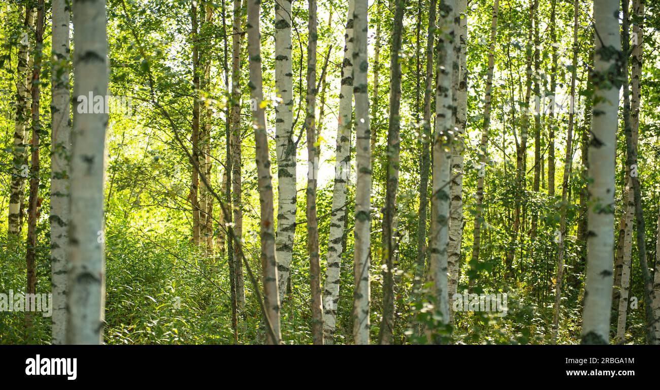 Birch Forest in Finland Stock Photo - Alamy