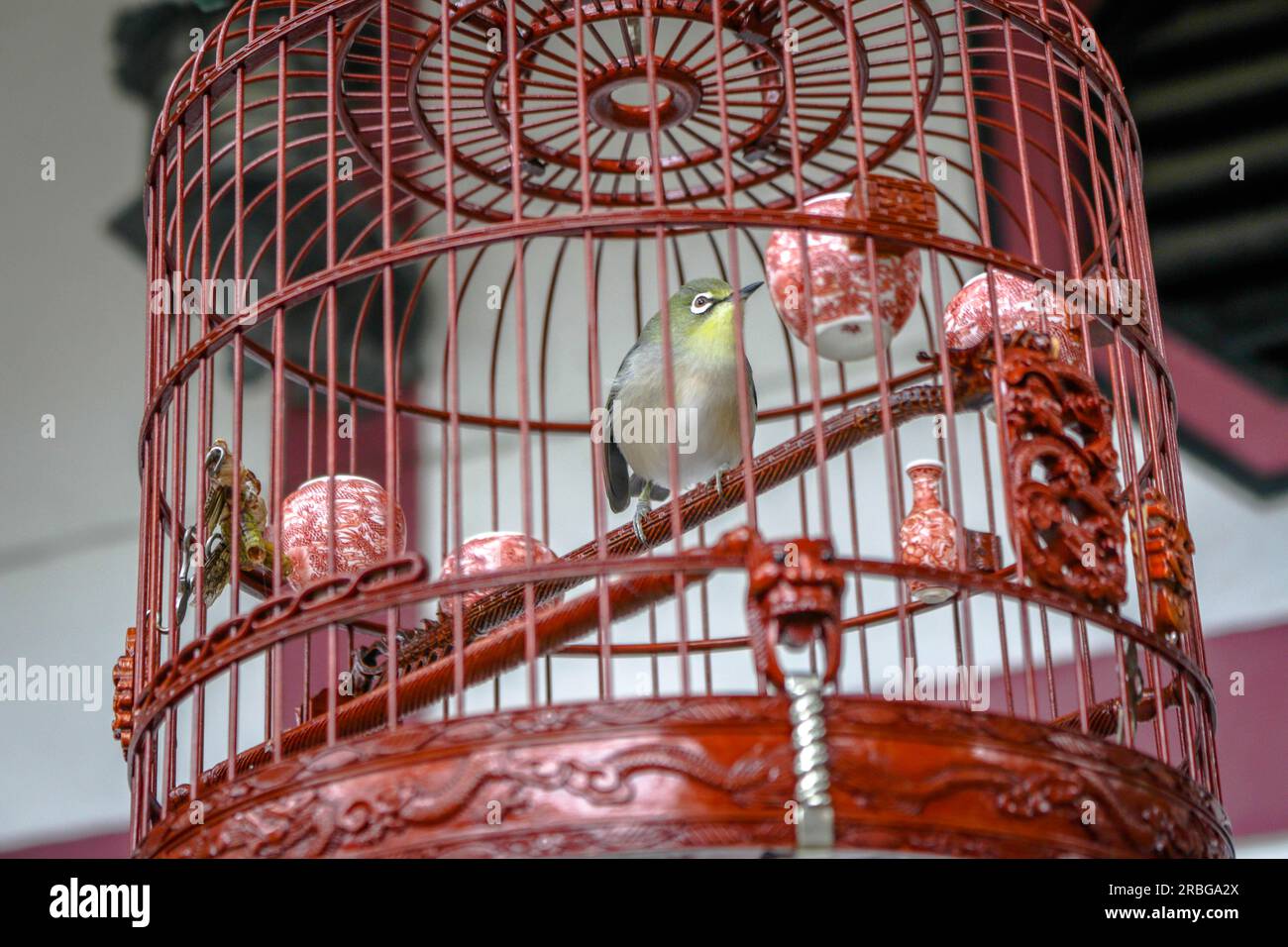 Bird in a traditional decorative birdcage in Hong Kong, China Stock ...