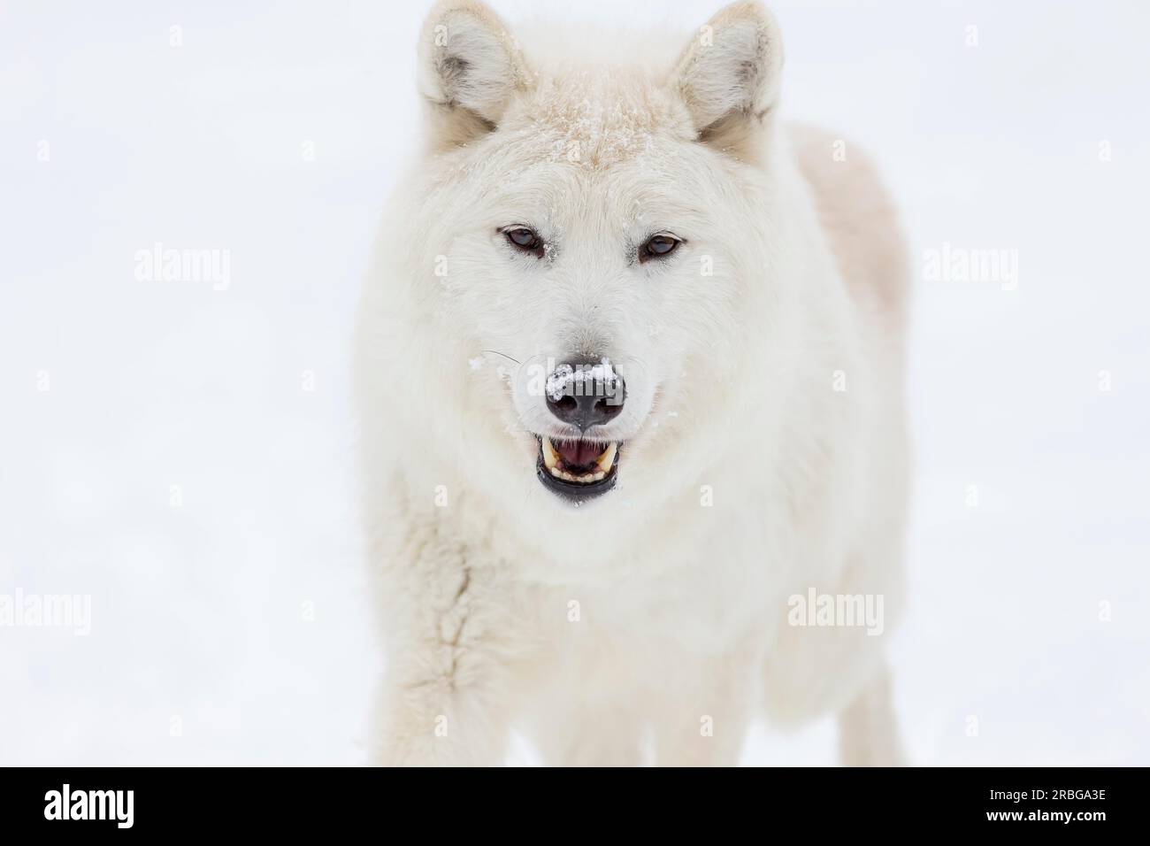 An Arctic Wolf in a snowy forest hunting for prey Stock Photo - Alamy