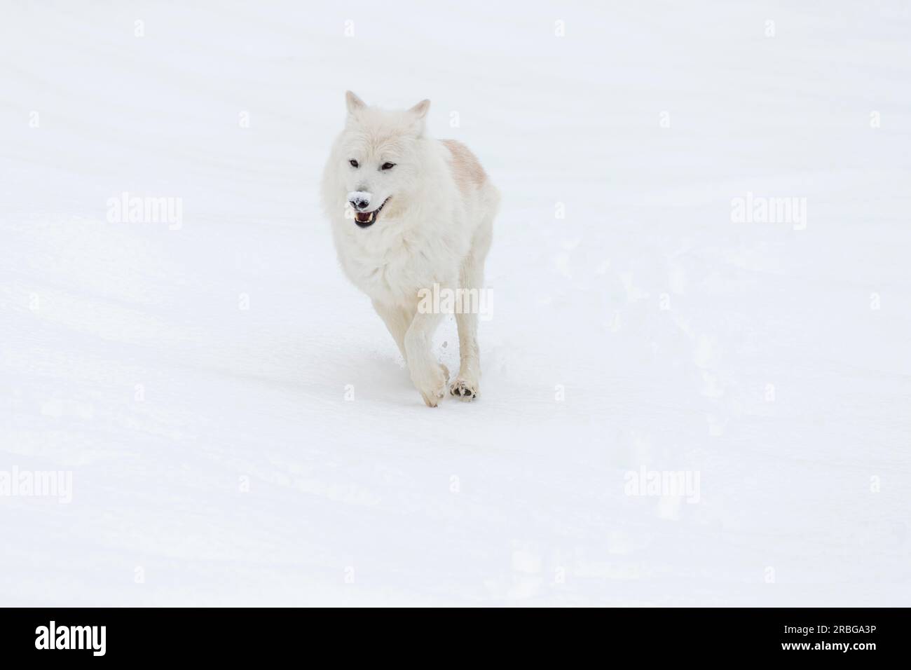 Arctic wolf hunting hi-res stock photography and images - Alamy