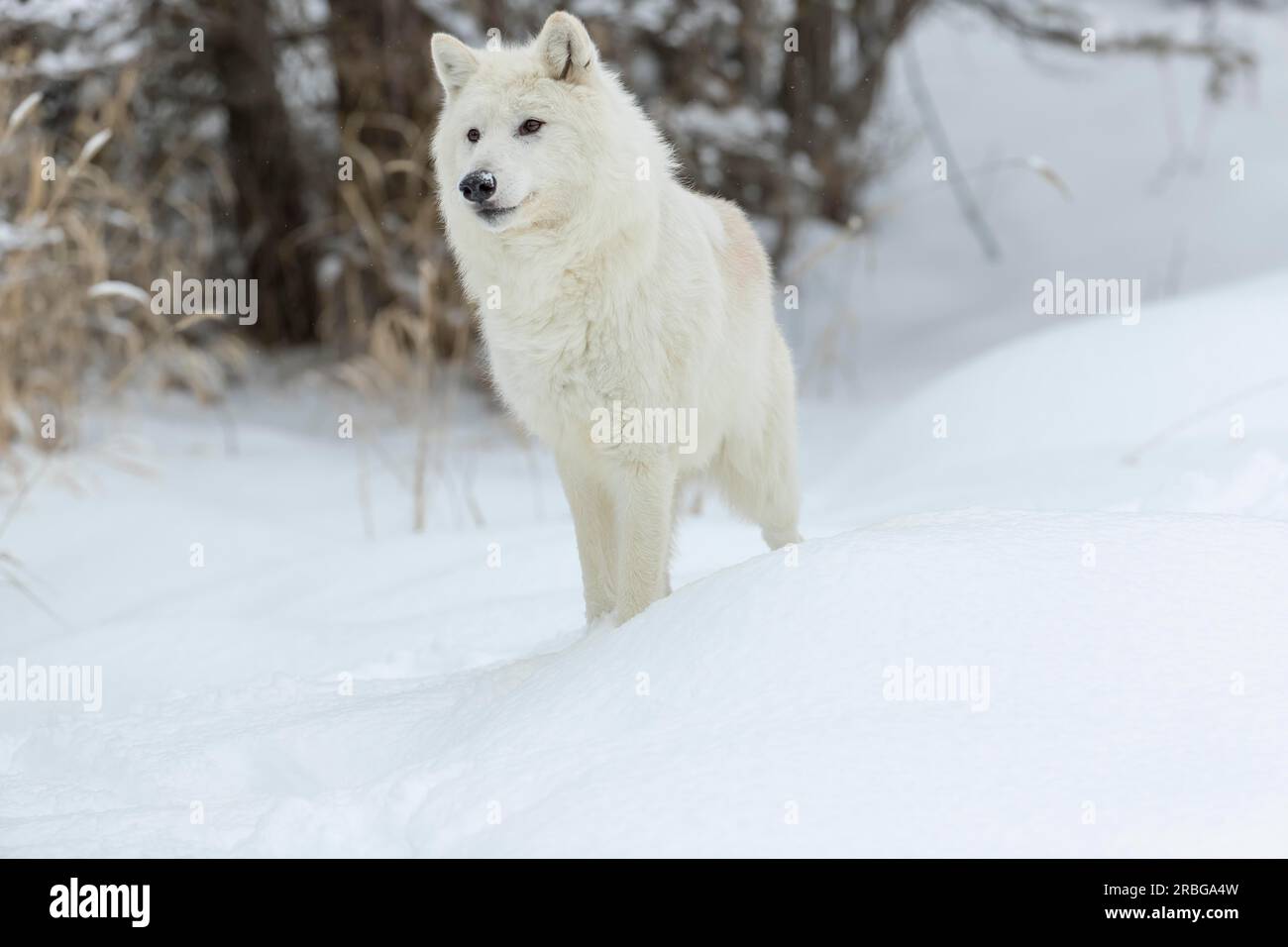 An Arctic Wolf in a snowy forest hunting for prey Stock Photo - Alamy