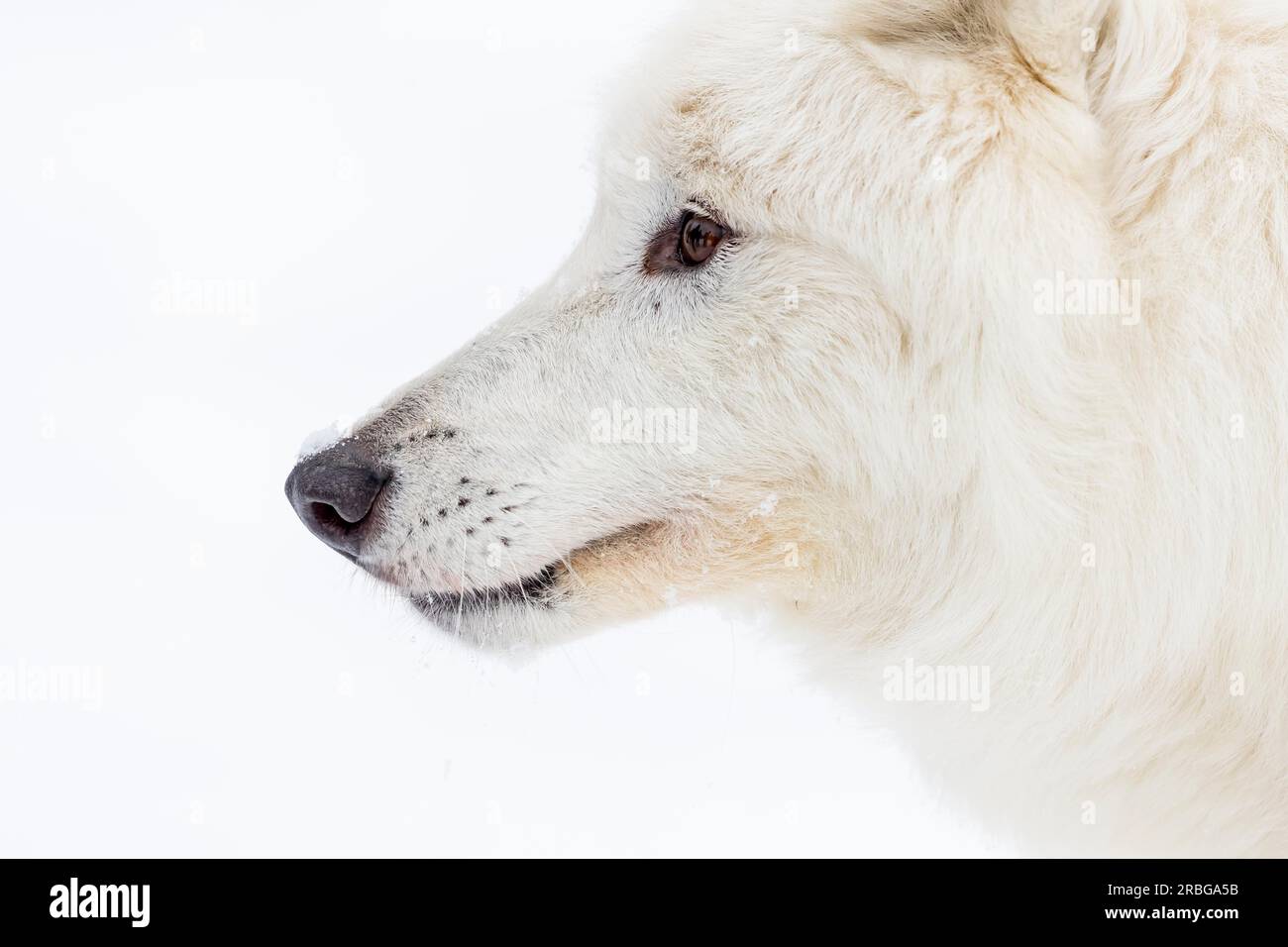 Arctic wolf hunting hi-res stock photography and images - Alamy