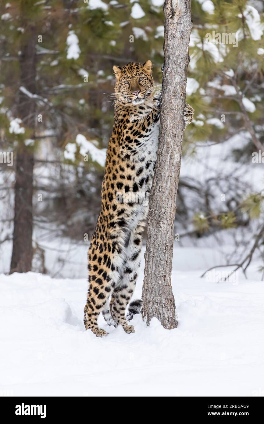 Jaguar prey catch hi-res stock photography and images - Alamy