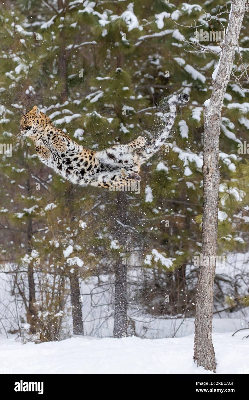 Jaguar prey catch hi-res stock photography and images - Alamy
