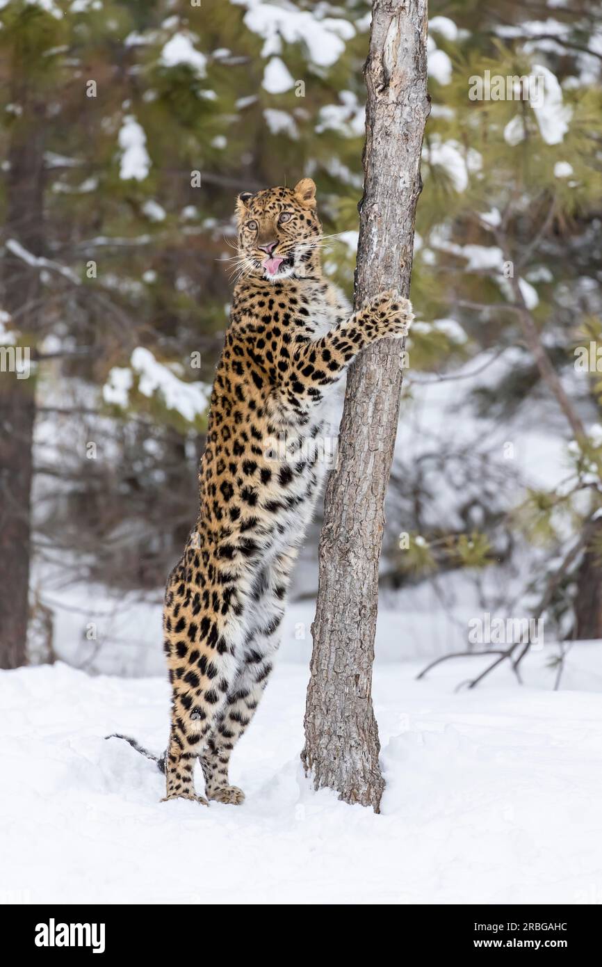 Jaguar prey catch hi-res stock photography and images - Alamy