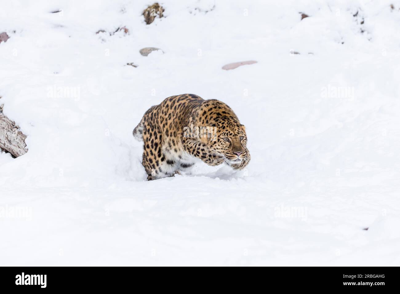 Amur Leopard in a snowy forest hunting for prey Stock Photo - Alamy