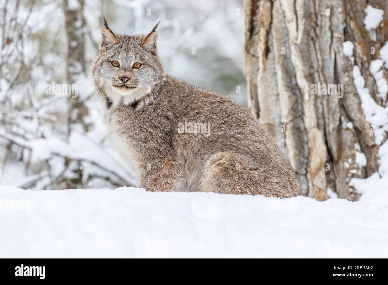 A bobcat hunts for prey in a snowy forest habitat Stock Photo - Alamy