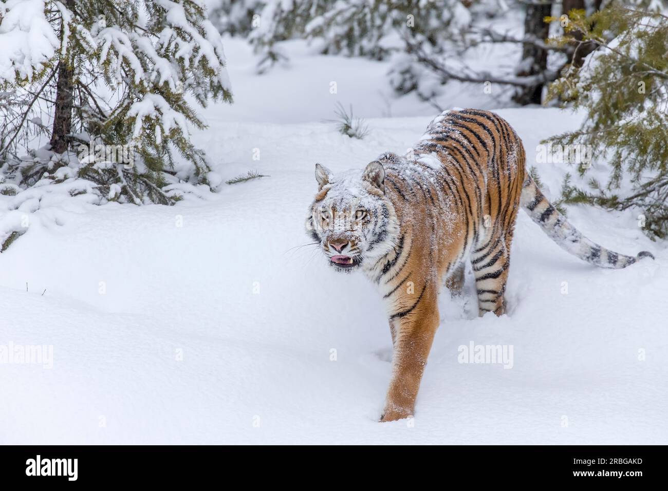 A Bengal Tiger in a snowy forest hunting for prey Stock Photo - Alamy