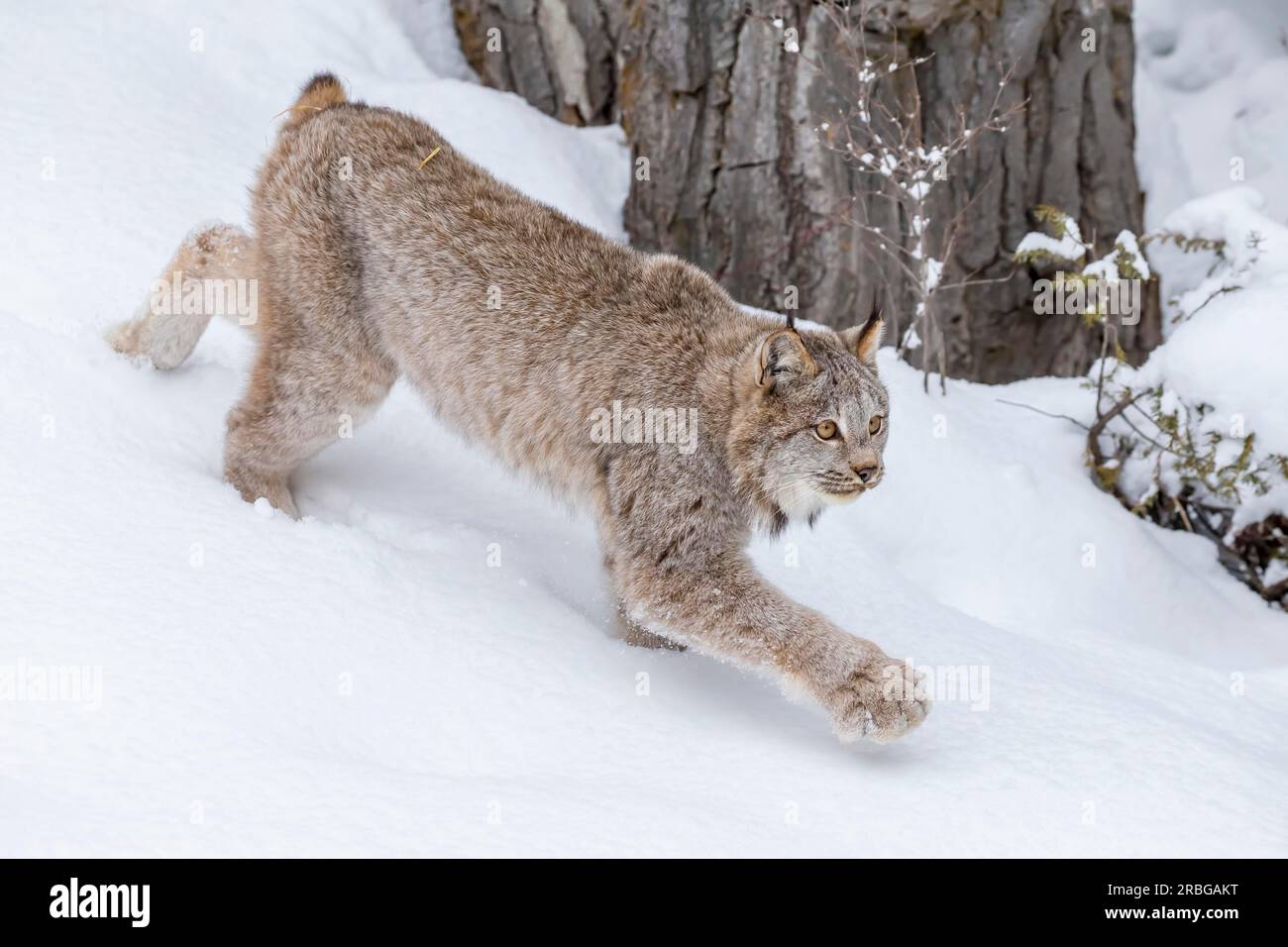 A bobcat hunts for prey in a snowy forest habitat Stock Photo - Alamy