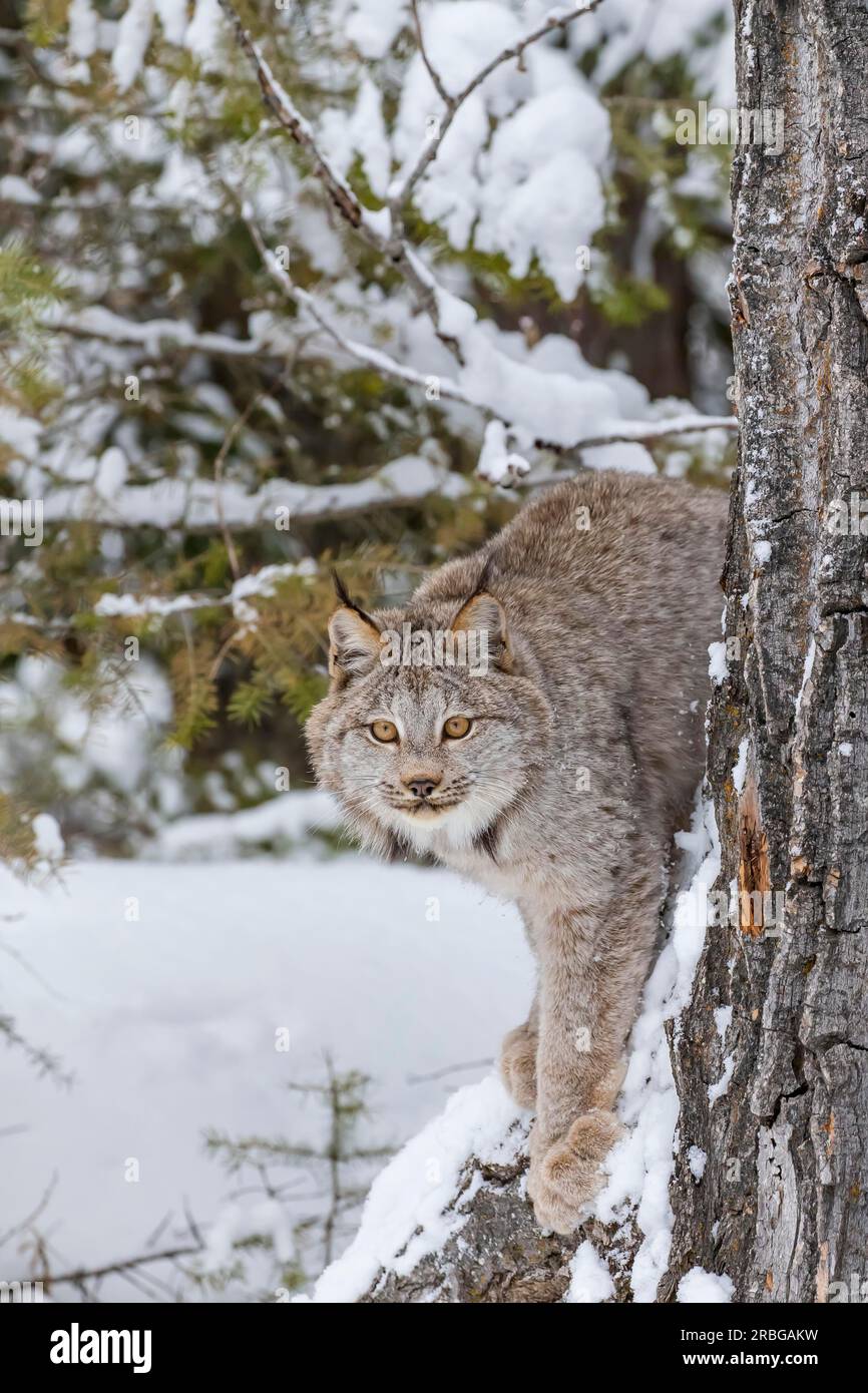 A bobcat hunts for prey in a snowy forest habitat Stock Photo - Alamy