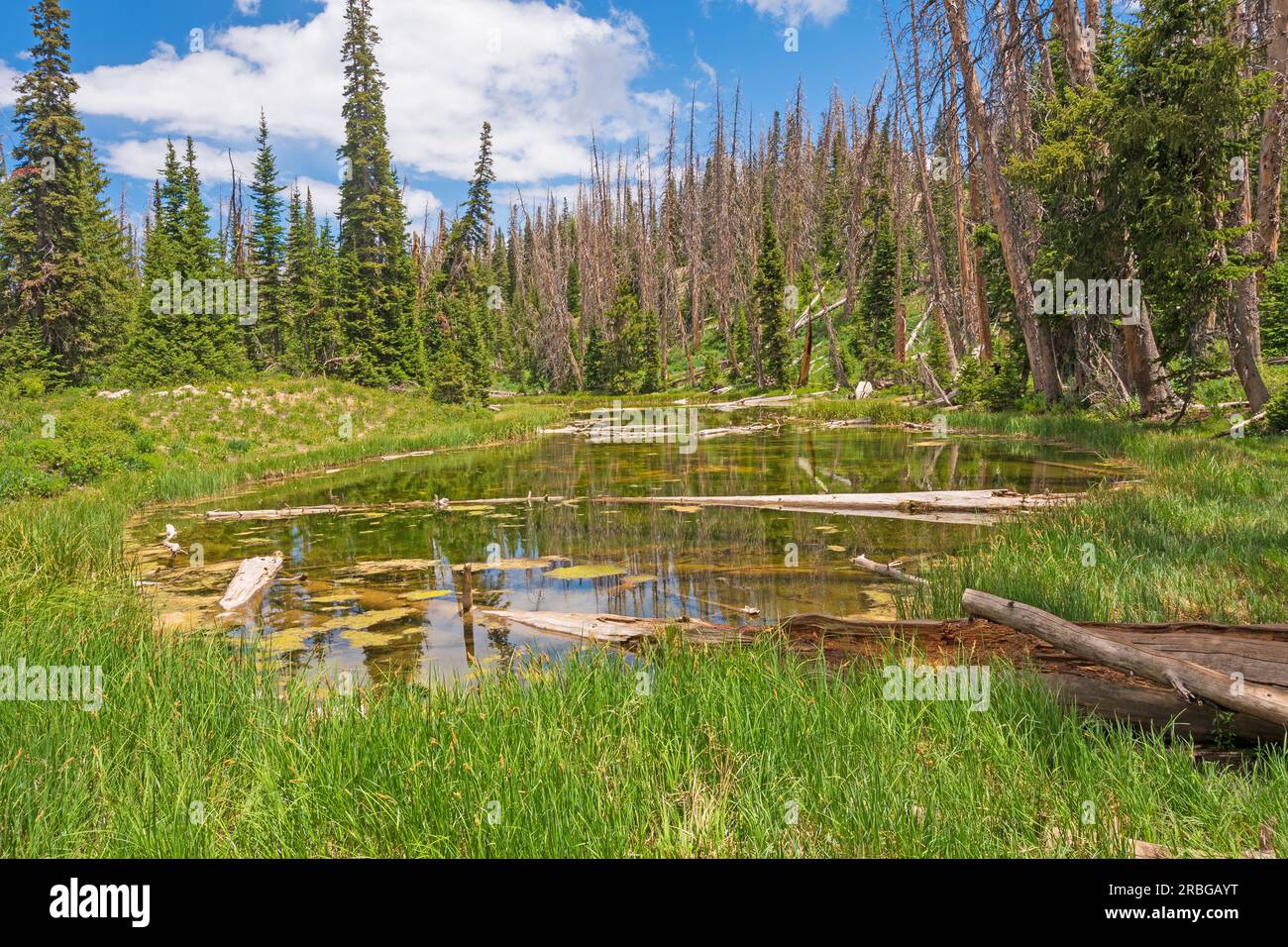 Blue cedar forest hi-res stock photography and images - Alamy