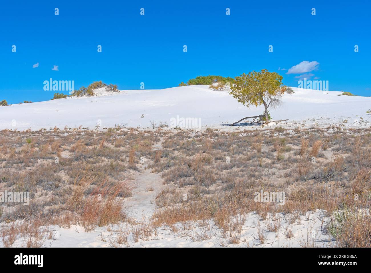 White Sands and Desert Plants in White Sands National Park in New ...