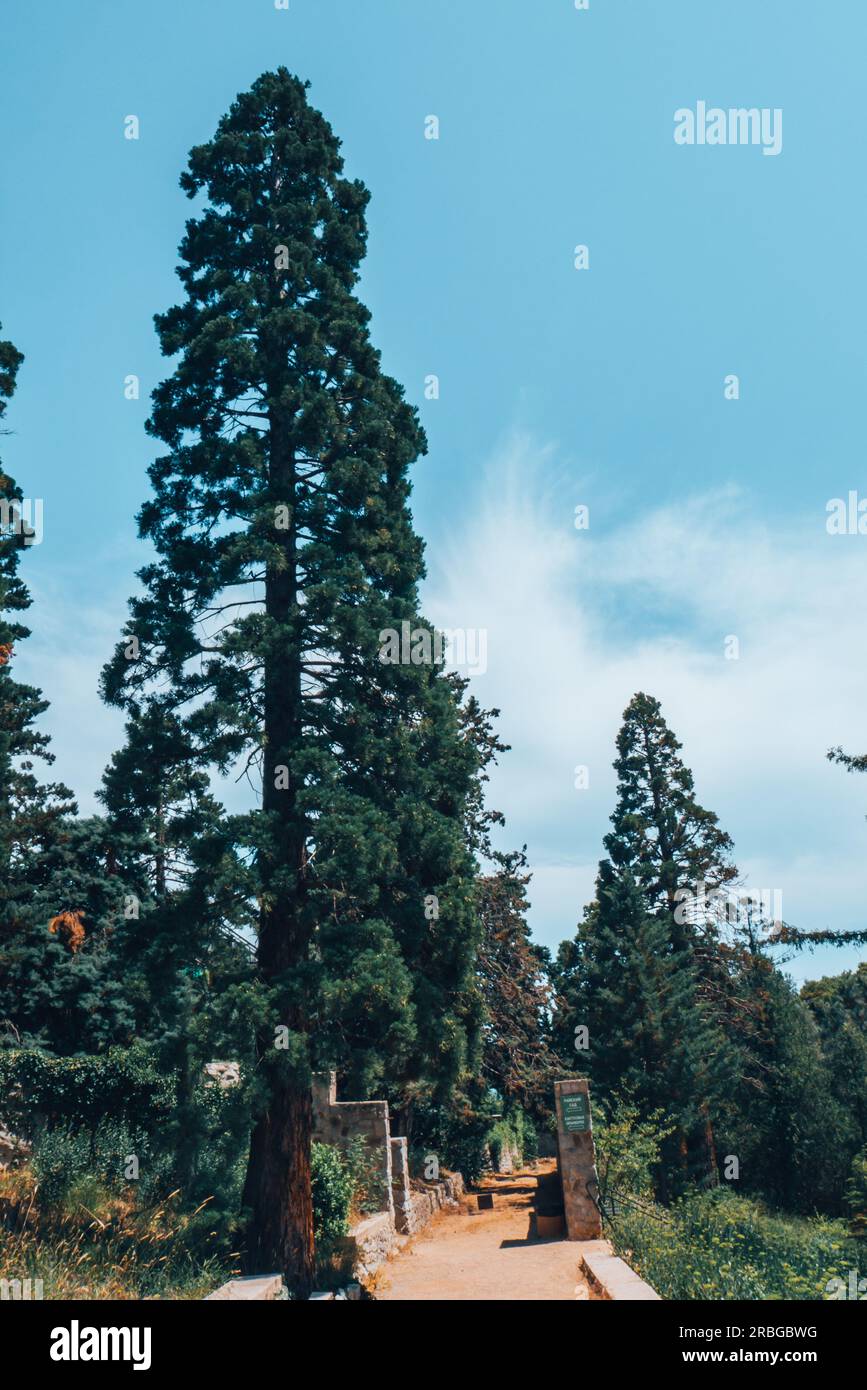 A tall old tree, towering over the rest of the trees Stock Photo - Alamy