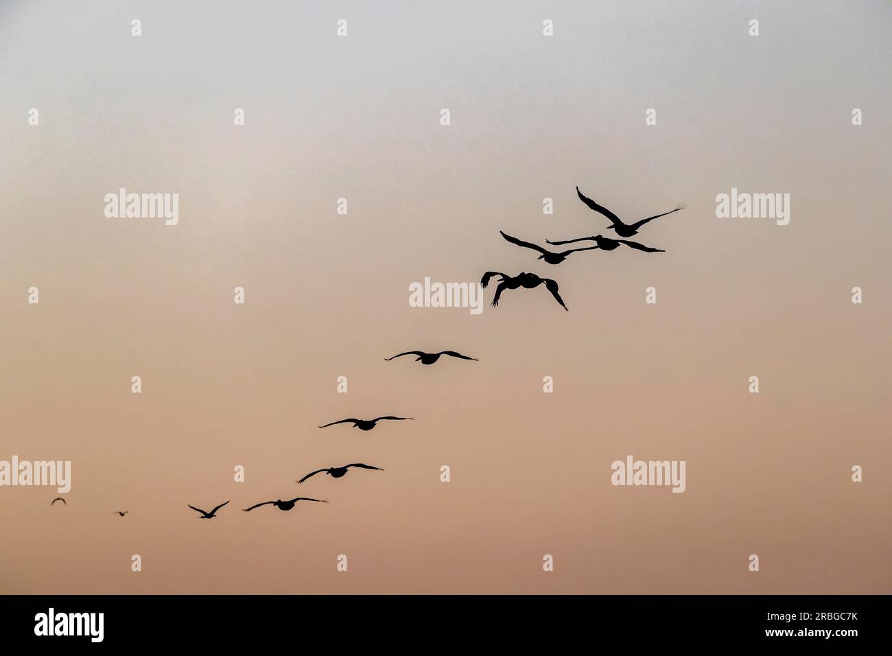 Wild birds enjoy the morning light on a lake Stock Photo - Alamy