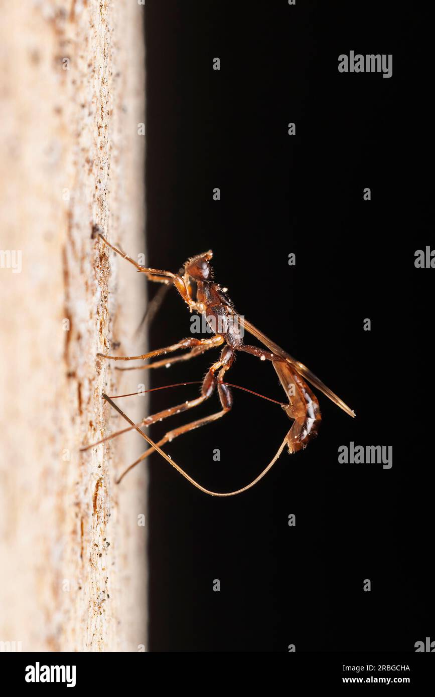 A female Braconid Wasp (Spathius sp.) oviposits into the side of a dead ...