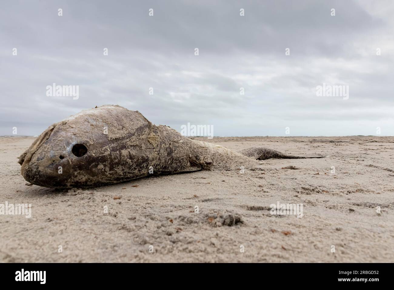 Big tuna hi-res stock photography and images - Alamy