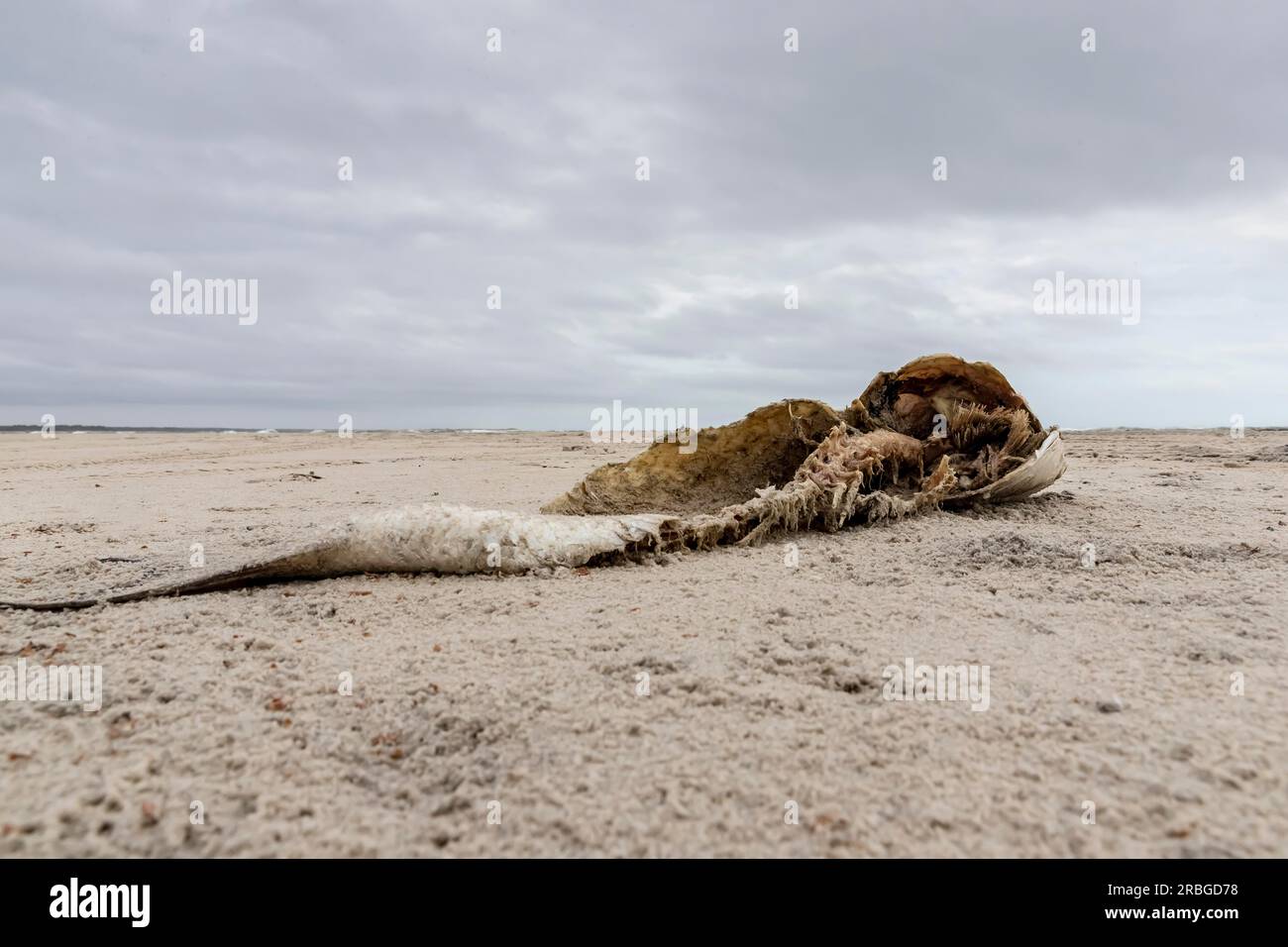 Dead tuna hi-res stock photography and images - Alamy