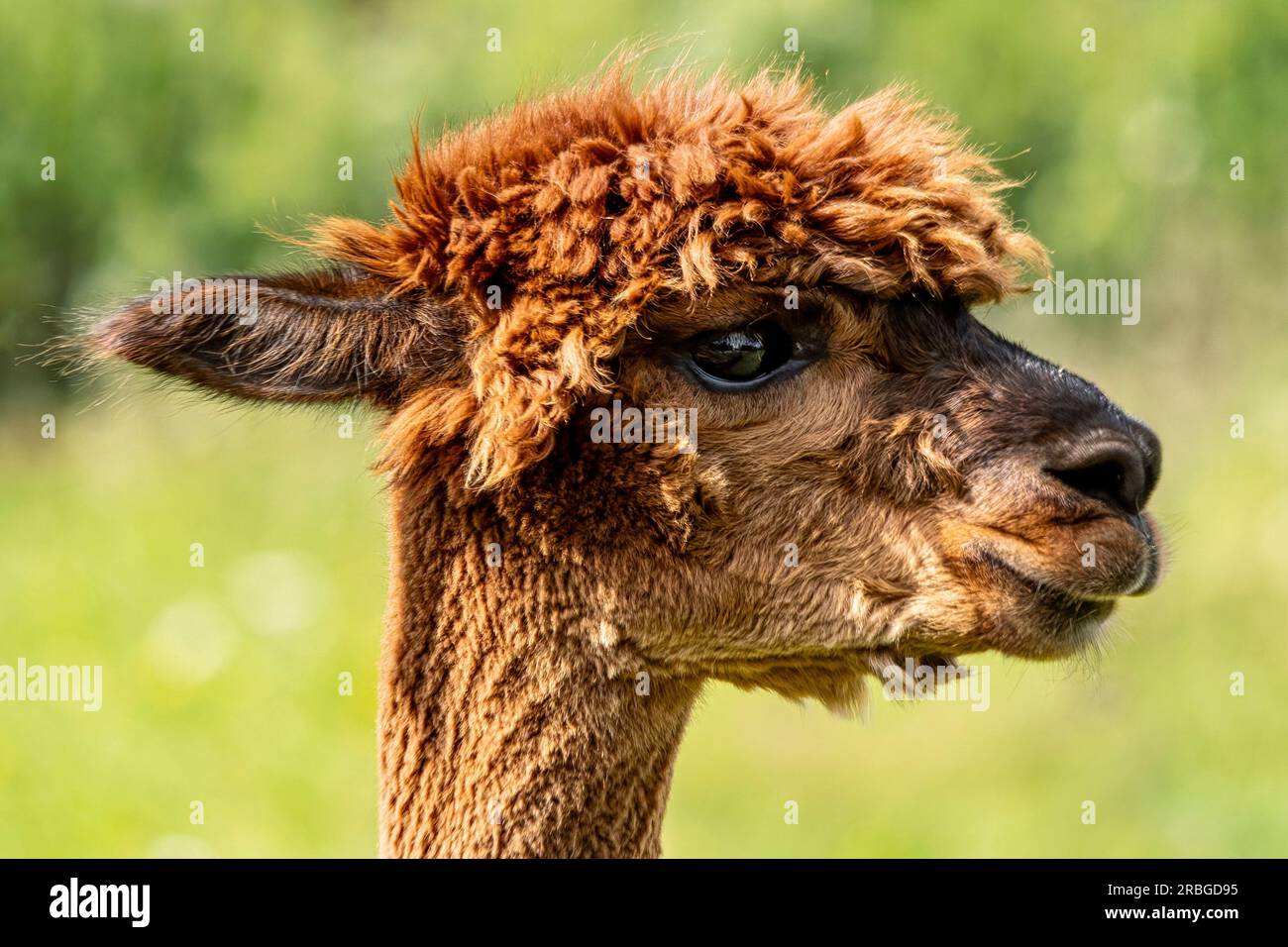 Alpaca lama pacos vicugna hi-res stock photography and images - Alamy